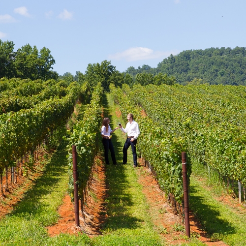 Charlottesville Best Winery | Trump Winery | Trump Winery